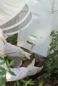 What You Need to Know About Apiary Layout - Backyard Beekeeping